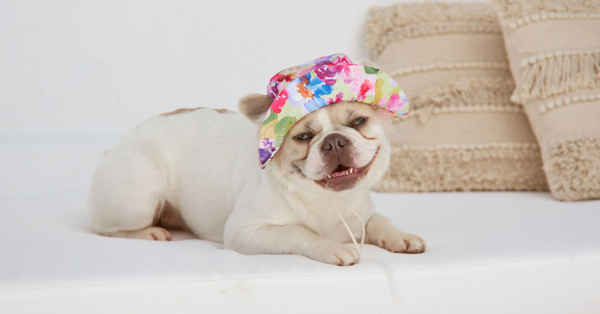 Hot preview—Get ready to slay all summer with our new dog hats! – Sandy ...