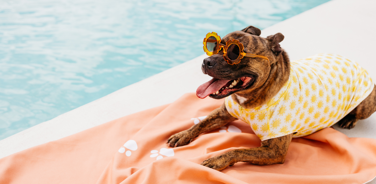 Staffy life jackets and beach rashies - Sandy Snoots